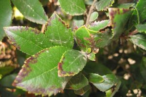Professional Citrus Tree Care Arizona - Trees For Needs